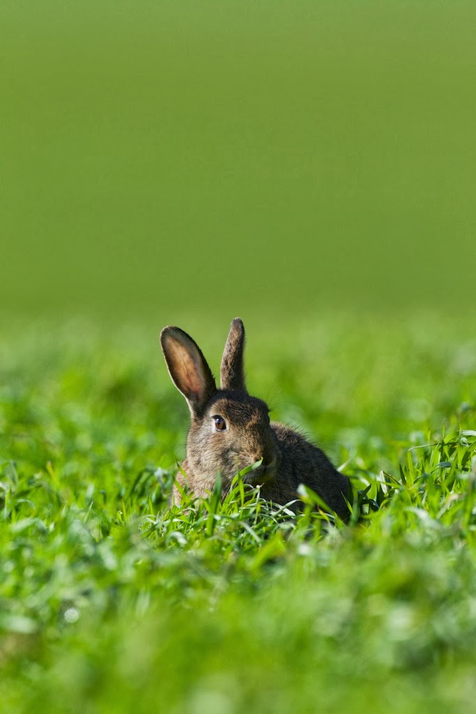 Alan Heeley Wildlife Photography: Rabbit