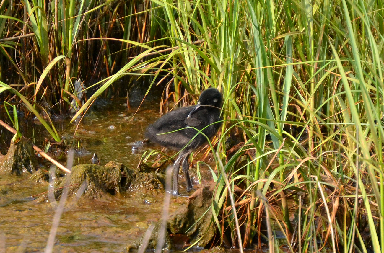 Woods Walks and Wildlife: July 2012