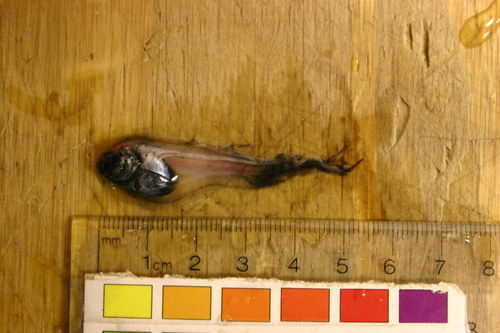 Artes de Pesca: LOS LIPARIDAE