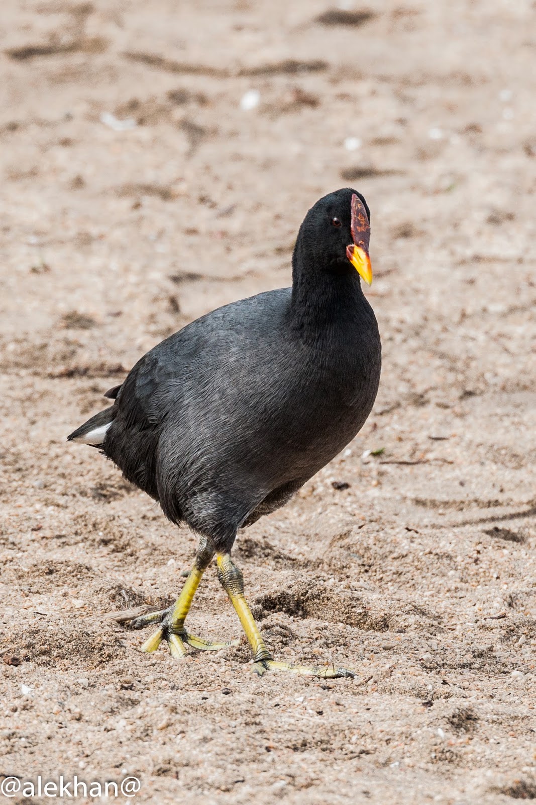 Pájaros, Pajarracos: Tagua de frente roja