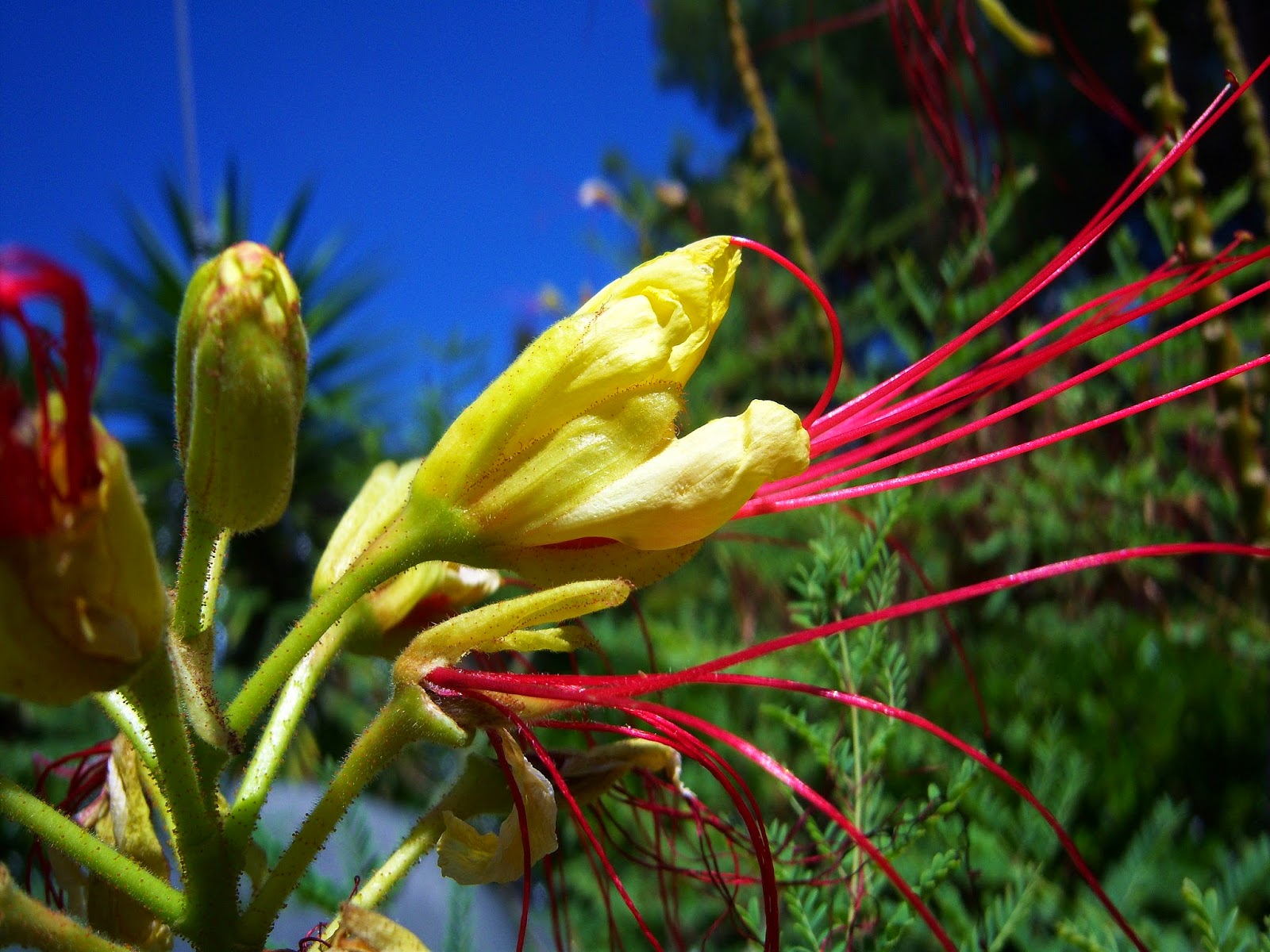 CAESALPINIA, BARBA DE CHIVO - BOTÀNIC SERRAT