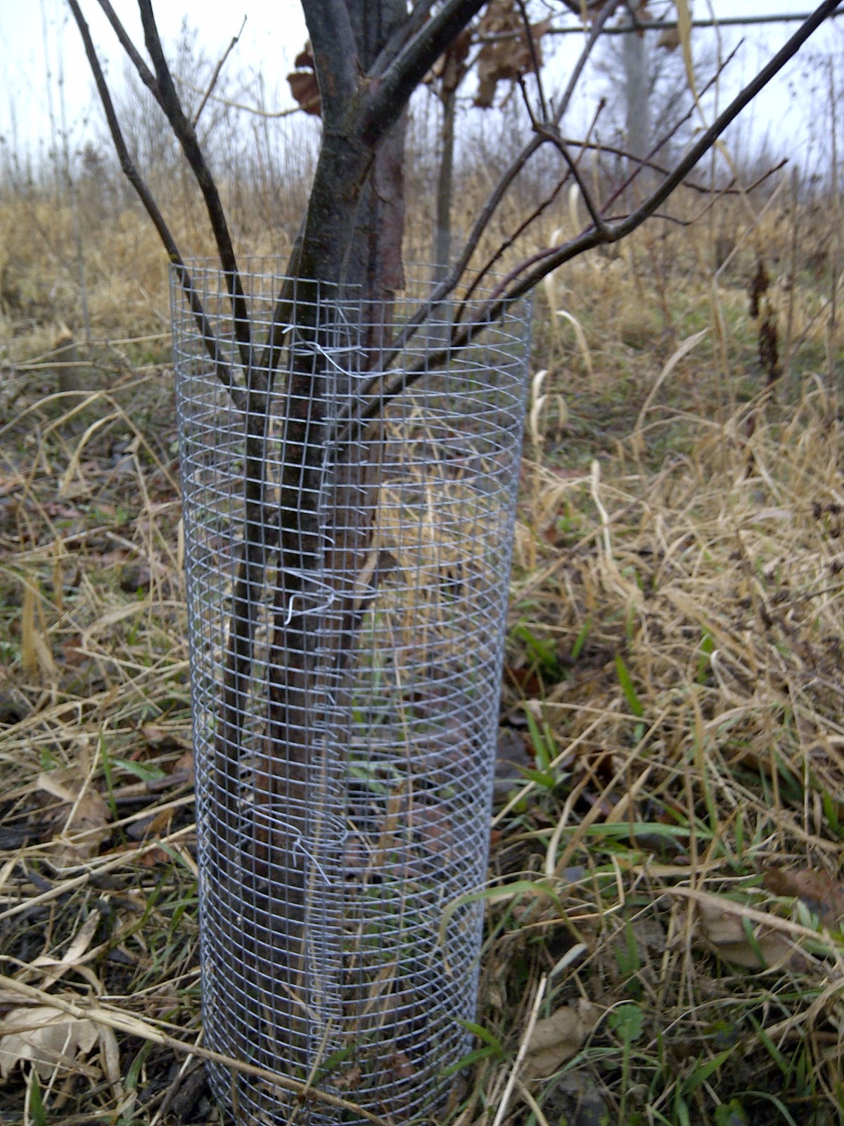 Dog Improvement Dog Training: Evil Beavers!