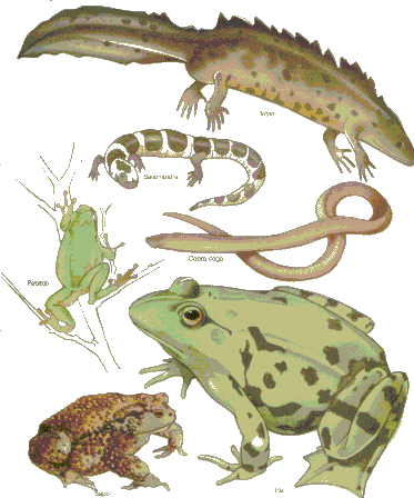 ANFÍBIOS - CLASSIFICAÇÃO DOS ANUROS, CAUDADOS E ÁPODES