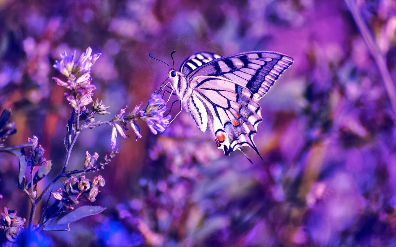 All 4u HD Wallpaper Free Download : Beautiful Betterfly Wallpapers Free ...