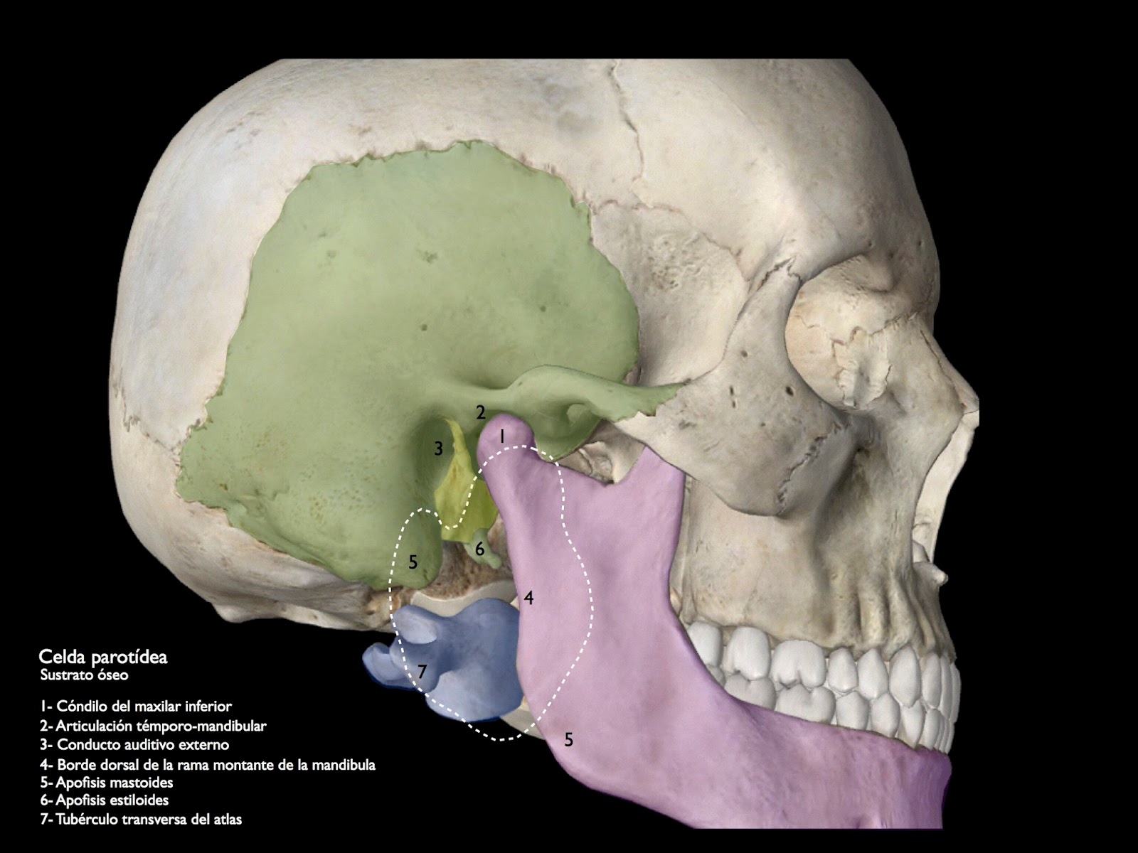 Cuadernos de Anatomía Quirúrgica: Celda parotidea y espacio parafaríngeo.