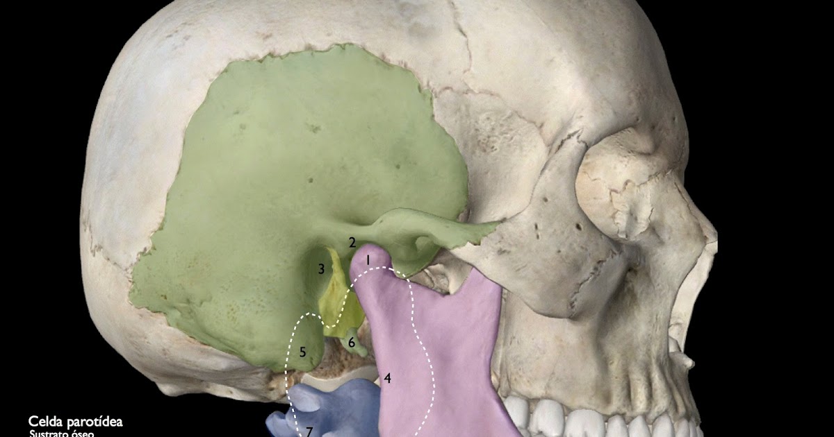 Cuadernos de Anatomía Quirúrgica: Celda parotidea y espacio parafaríngeo.