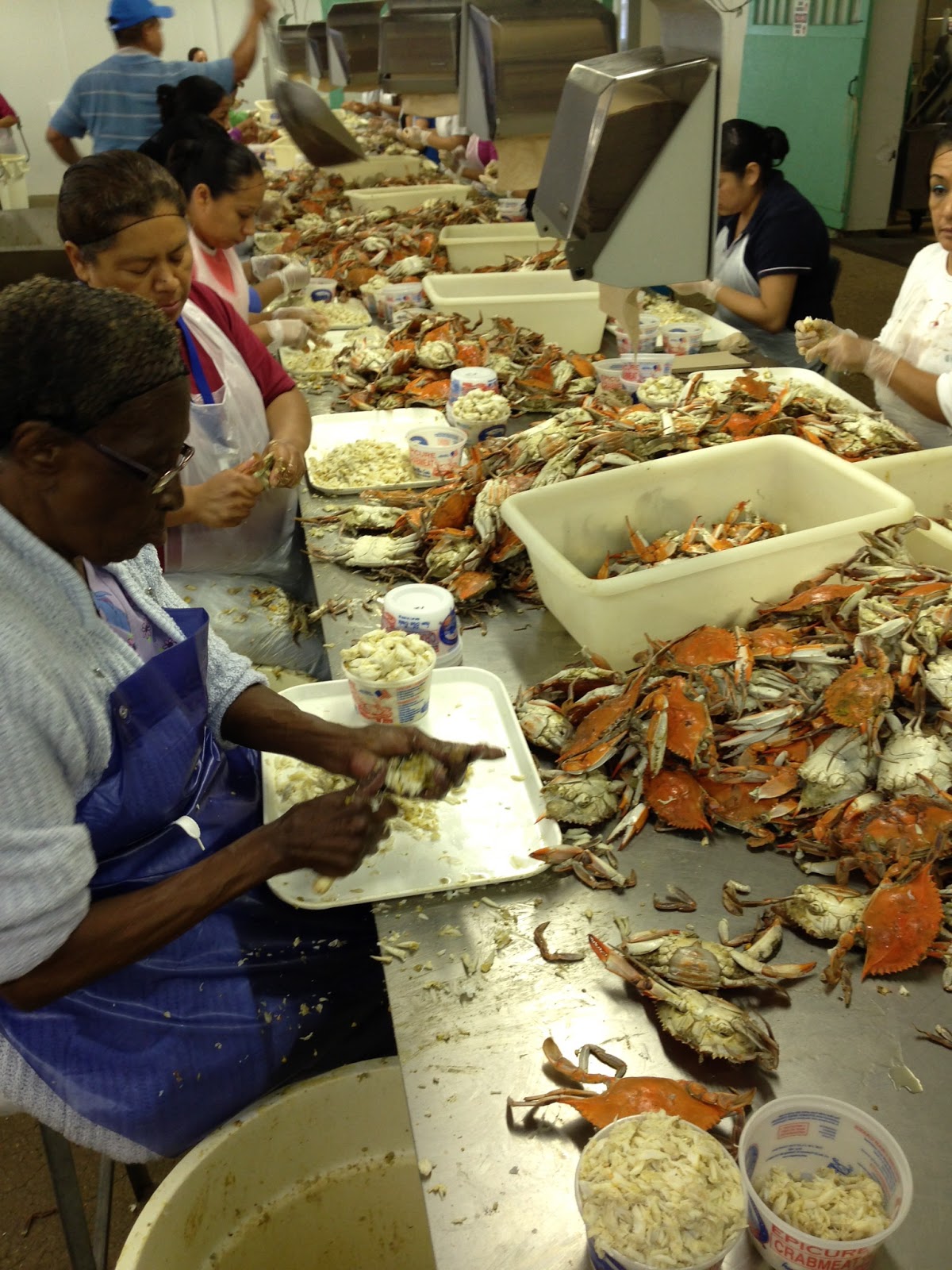 The Edible Ocean: Crab Report With J.M. Clayton