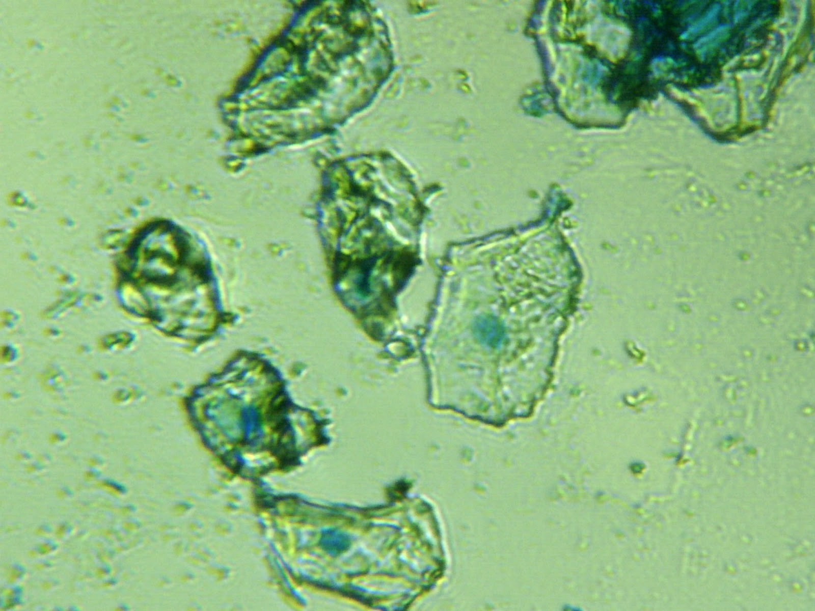 CIENCIAS JPL: CÉLULAS EPITELIO BUCAL