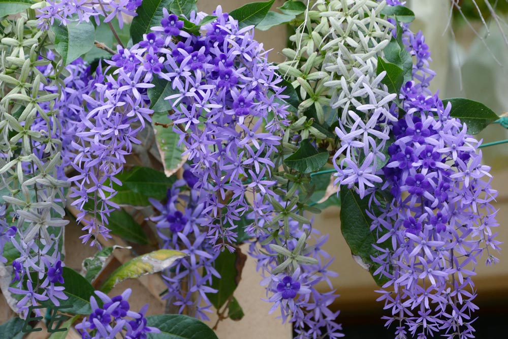 Mallorca es así también: Petrea volubilis - la belleza de sus flores