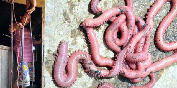 Cacing Raksasa Sepanjang 2,5 Meter Ditemukan Di Sumatera