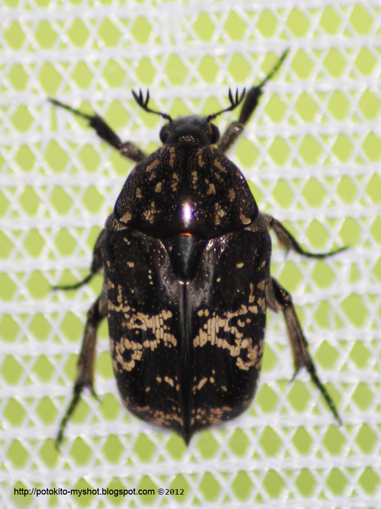 My Shot Gallery of Bengkulu: Mango Flower Beetle (Protaetia acuminata ...
