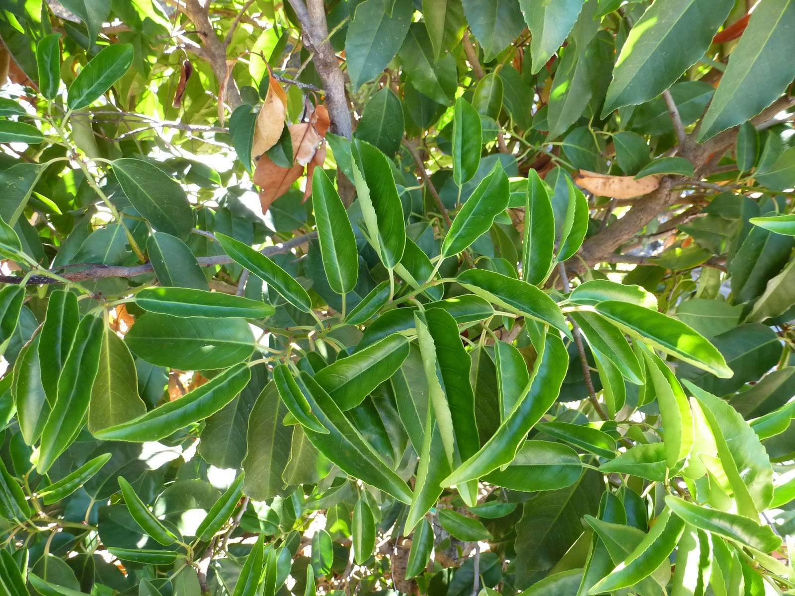 Árboles con alma: Laurel de Portugal. Loro. (Prunus lusitánico)