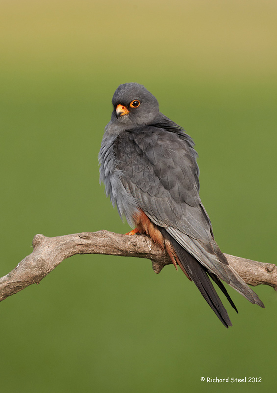 Wildlife Photographic Journals