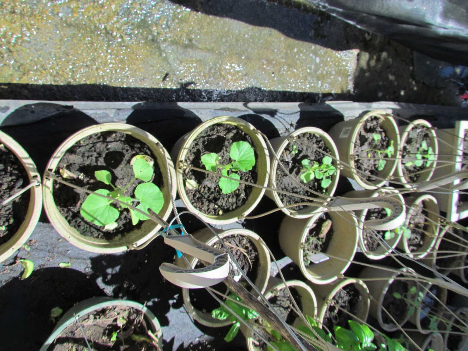 Foto Blog Puerto Rico: Semillas de Espinacas de Guayaba y mas...