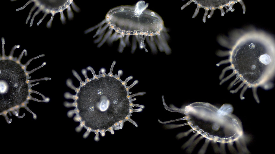 A importância do plâncton e como estimular a sua formação