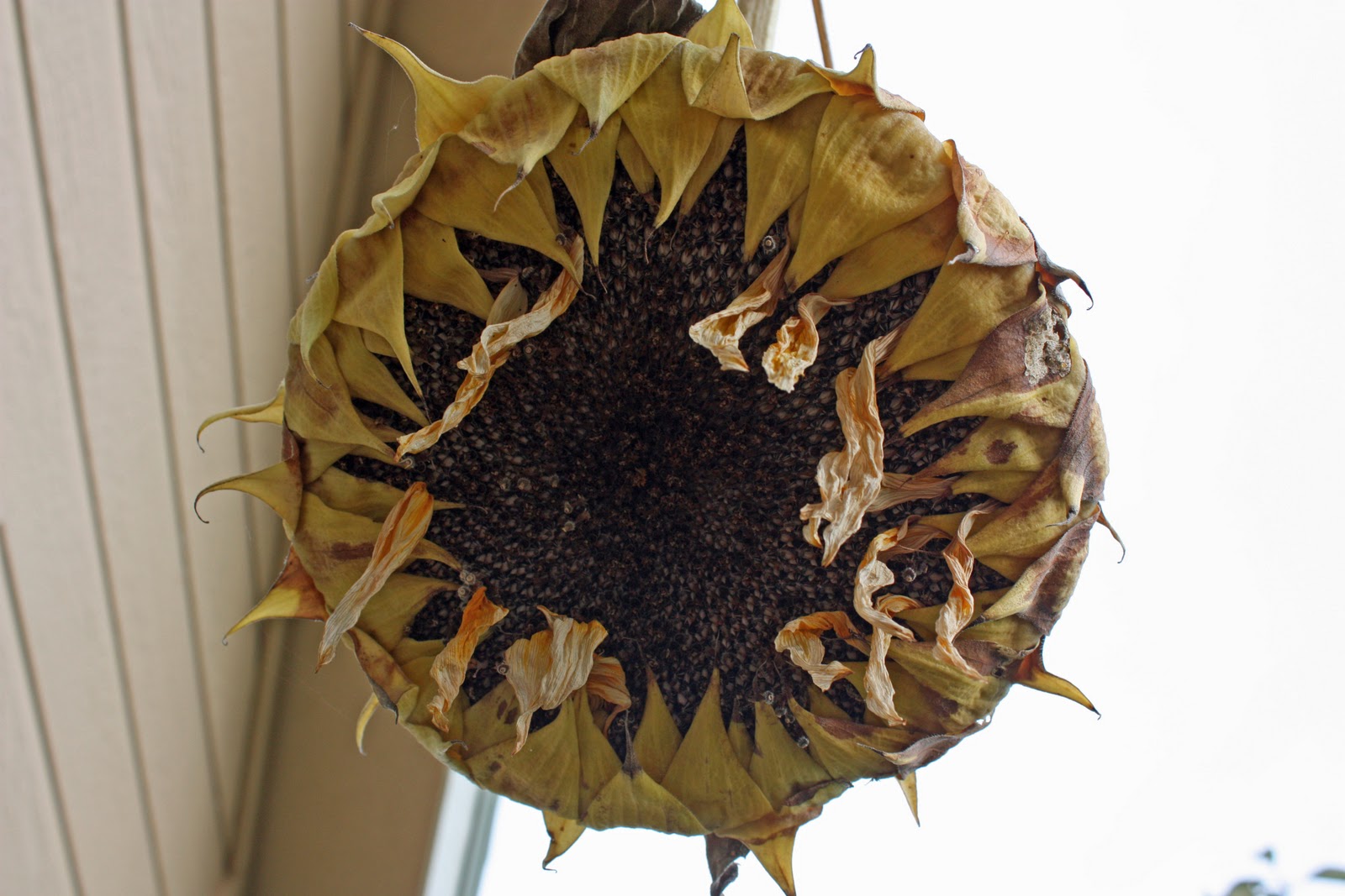Boise Daily Photo Garden Shot: Frozen Garden: Sunflower