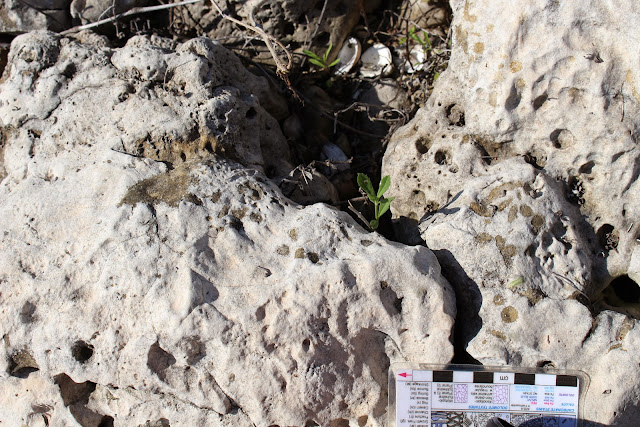 Finding Fossils...: Fossil Reefs around Austin