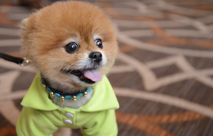 GLOGIRLY: BlogPaws Day 2: Better You Than Me Dress Code
