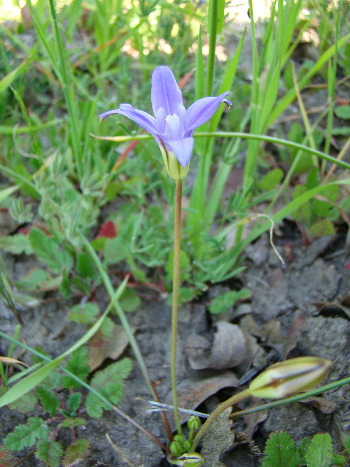 Leaves of Plants: Brodiaea