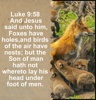 Foxes Have Holes