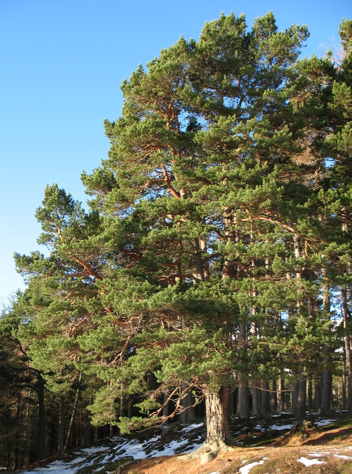 Trees Planet: Pinus sylvestris – Scots Pine