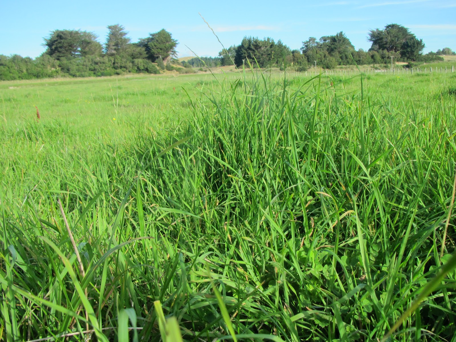 Pasture to Profit: If You Don’t Measure You Can’t Control...Basic ...