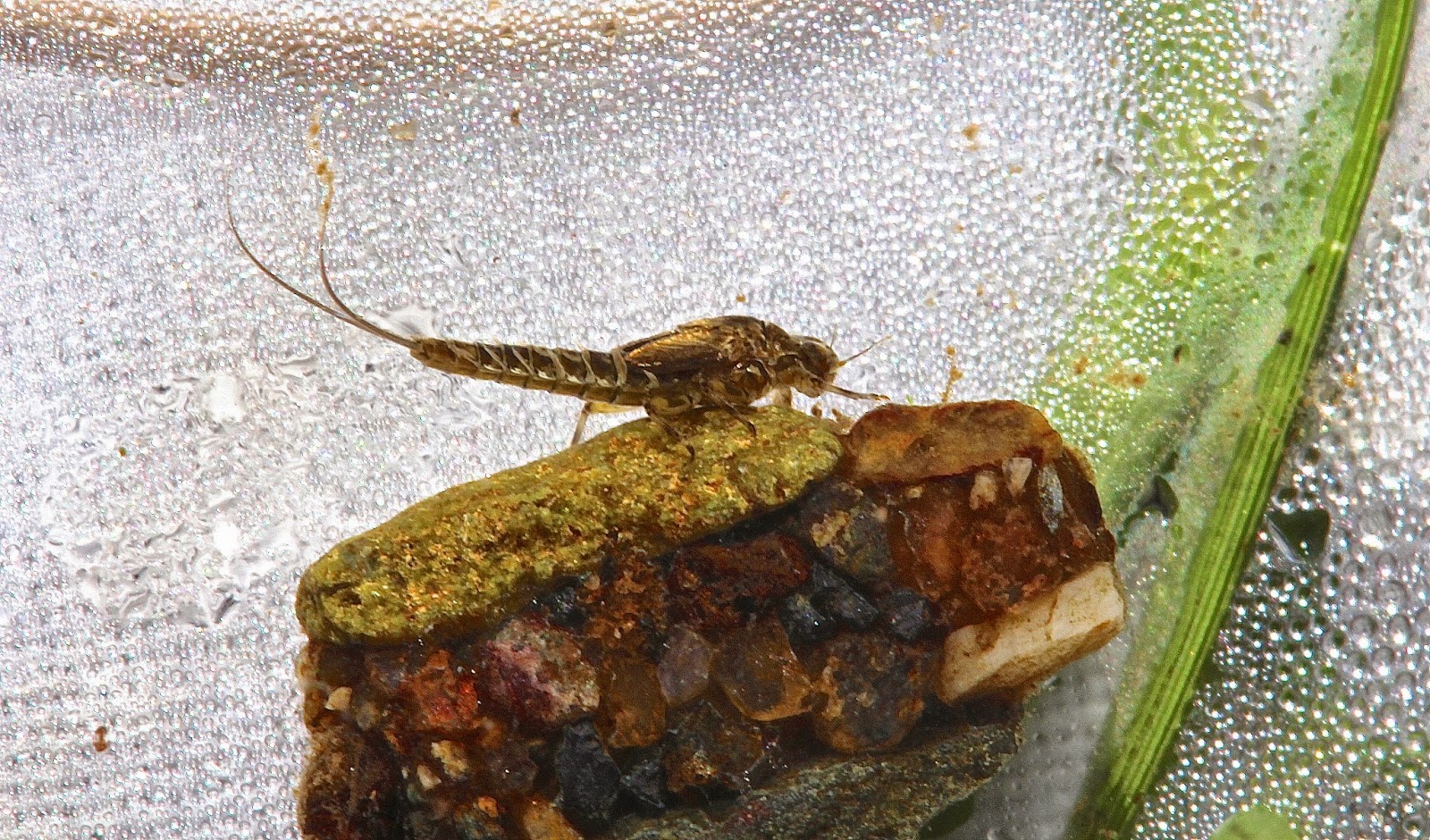 Aquatic Insects of Central Virginia: The "transformation": An ...
