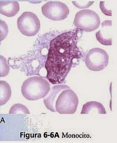 Hematologia: Serie Leucocitaria, Monocito