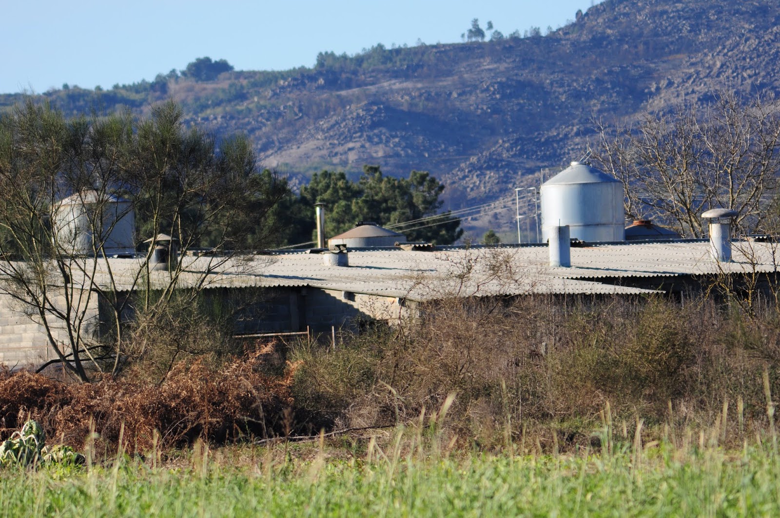 Verín Natural: Censo ibérico de Aguia peixeira invernante 2019