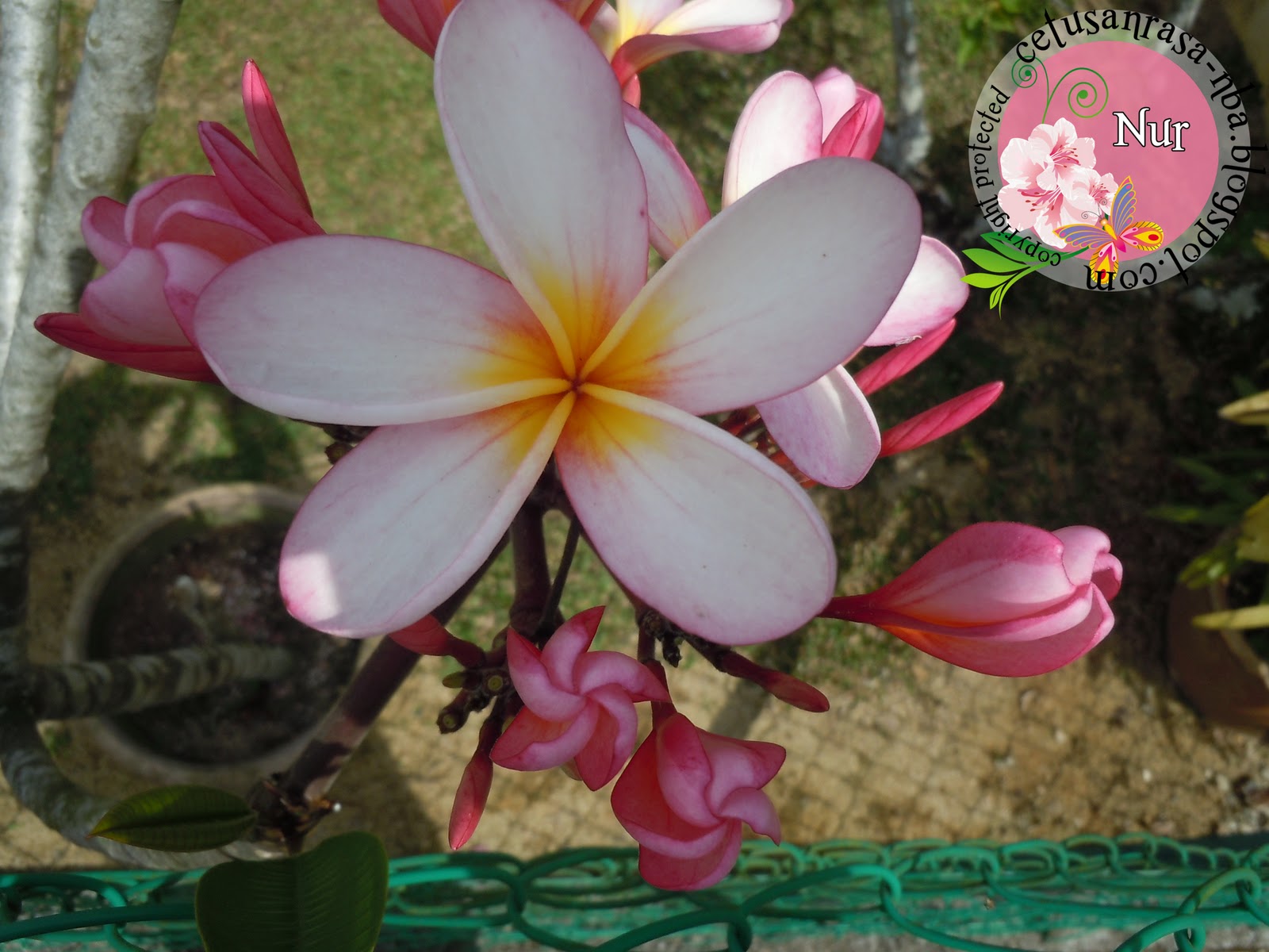 Cetusan Rasa: Bunga Kemboja Milik Bonda