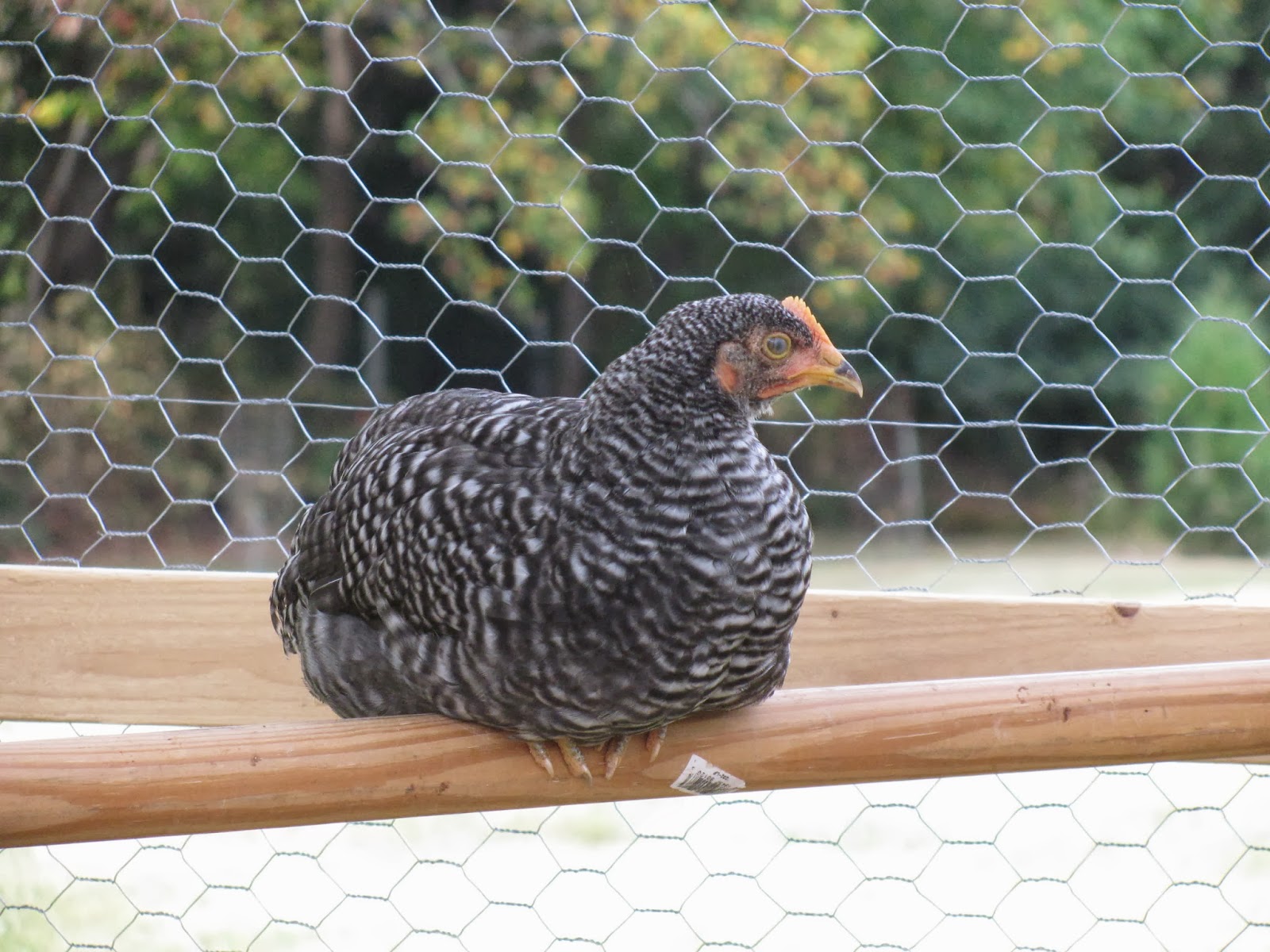 Update from the farm: Two month old chickens can fly