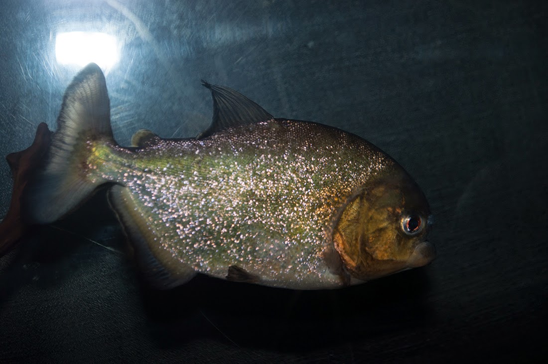 Freshwater Fish: Callochromis Macrops (Kigoma) Cardiopharynx Schoutendi