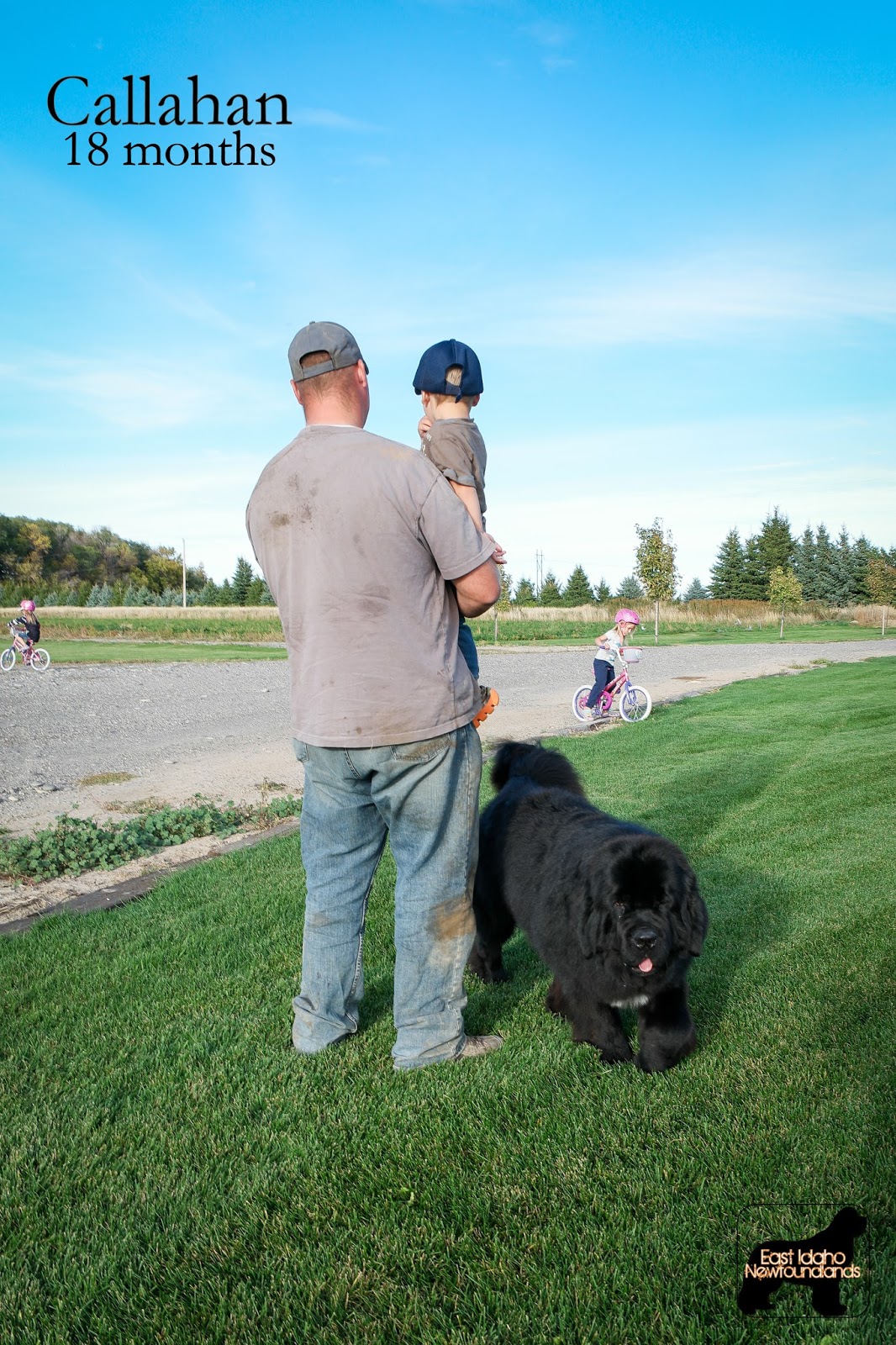 East Idaho Newfoundlands: Callahan