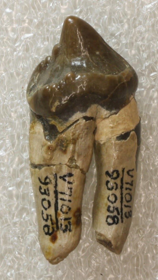 The Coastal Paleontologist, atlantic edition: The evolutionary history ...