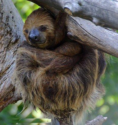 Sloth - Rare South American Mammal... | Blog wallpapers gallery