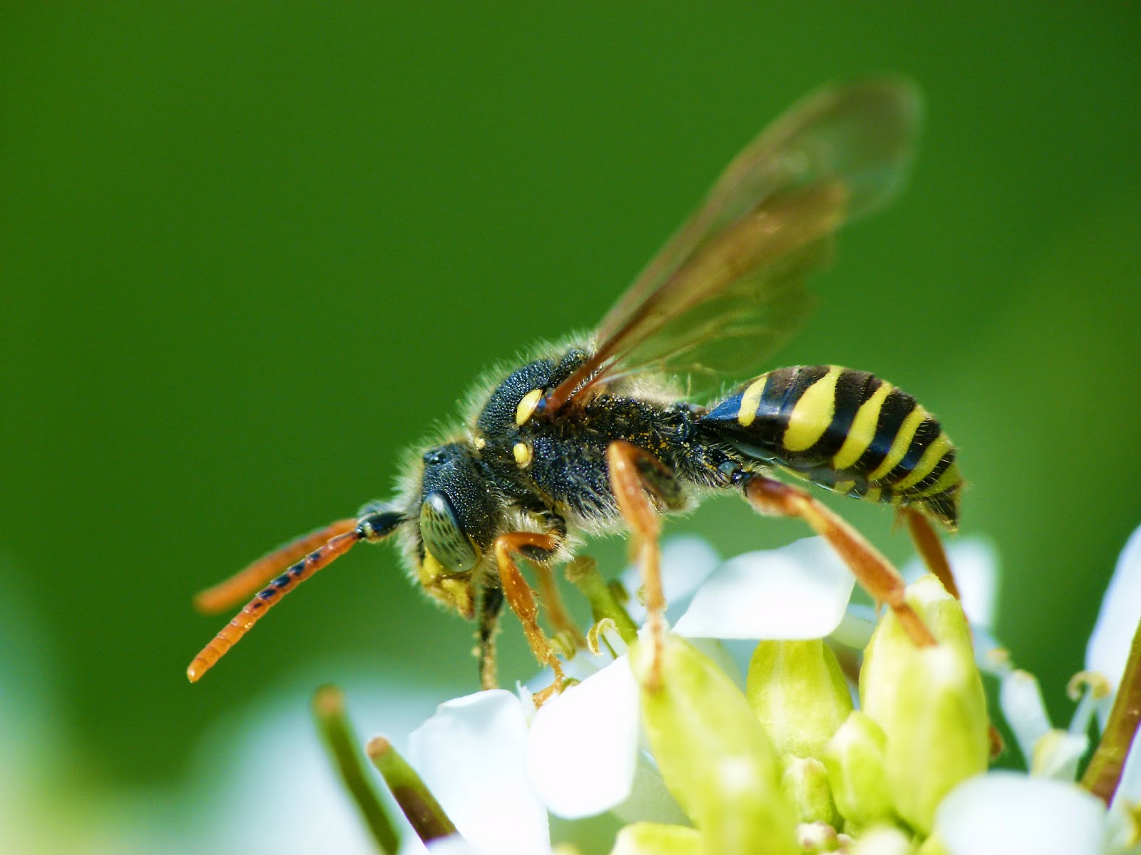 Species of UK: Week 54: Miner Bees (‘Andrena’)