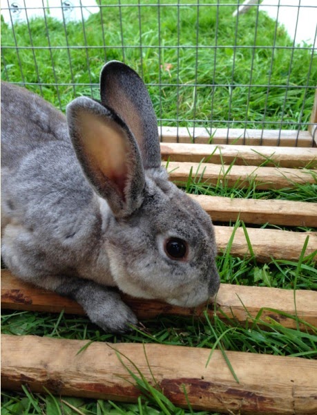 hunny's velveteen lop mini rex bunnies arrive | Gypsy Farmgirl