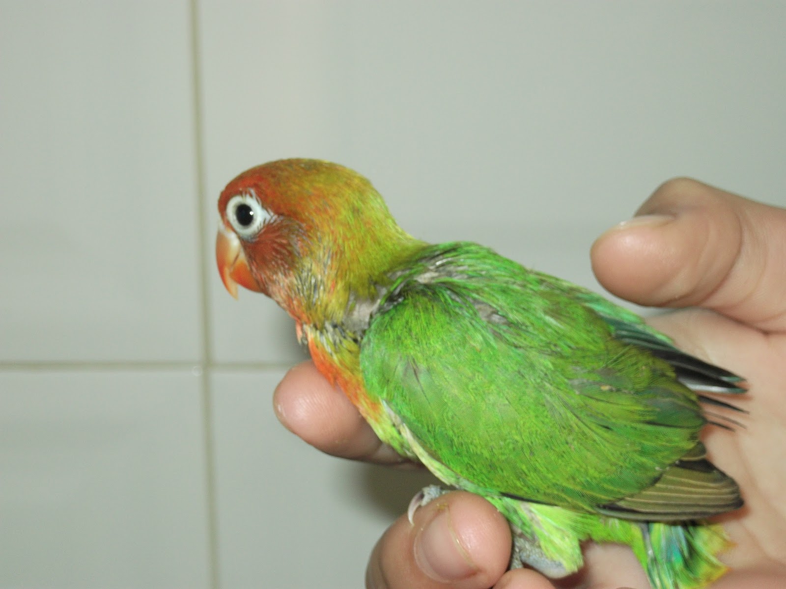 o cantinho dos bicos curvos (agapornis criados à mão): Roseicollis,Personatas,Fishers,Nigrenis e ...