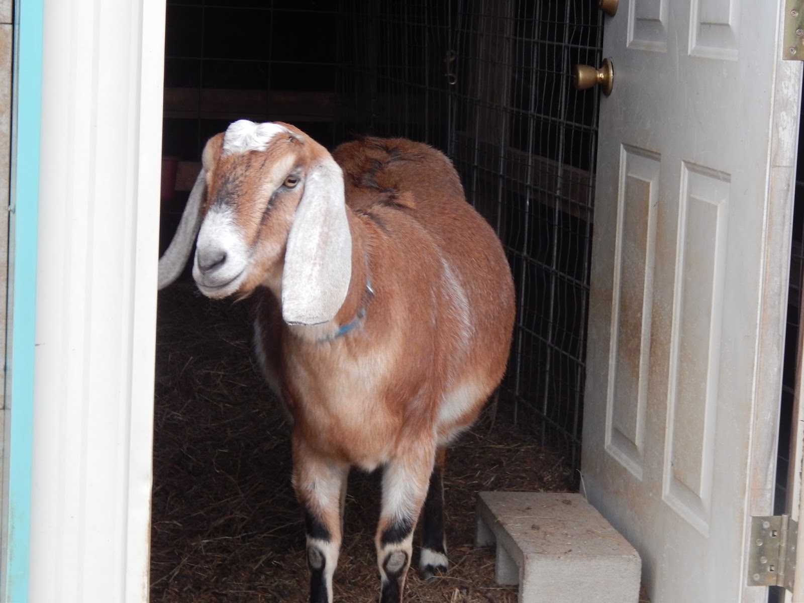Thoughts from Frank and Fern: Copper's Babies & Other Goat Lore