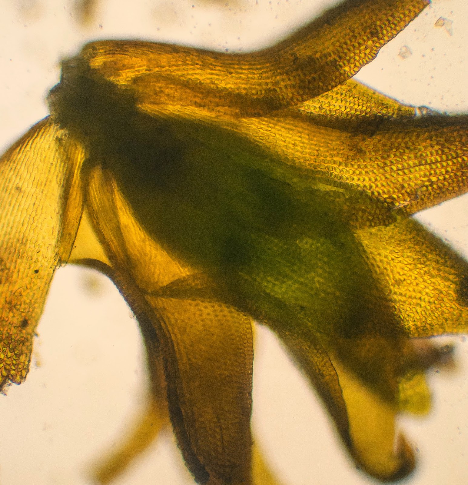 South Wales Bryophytes: Andreaea rupestris var. rupestris in RCT