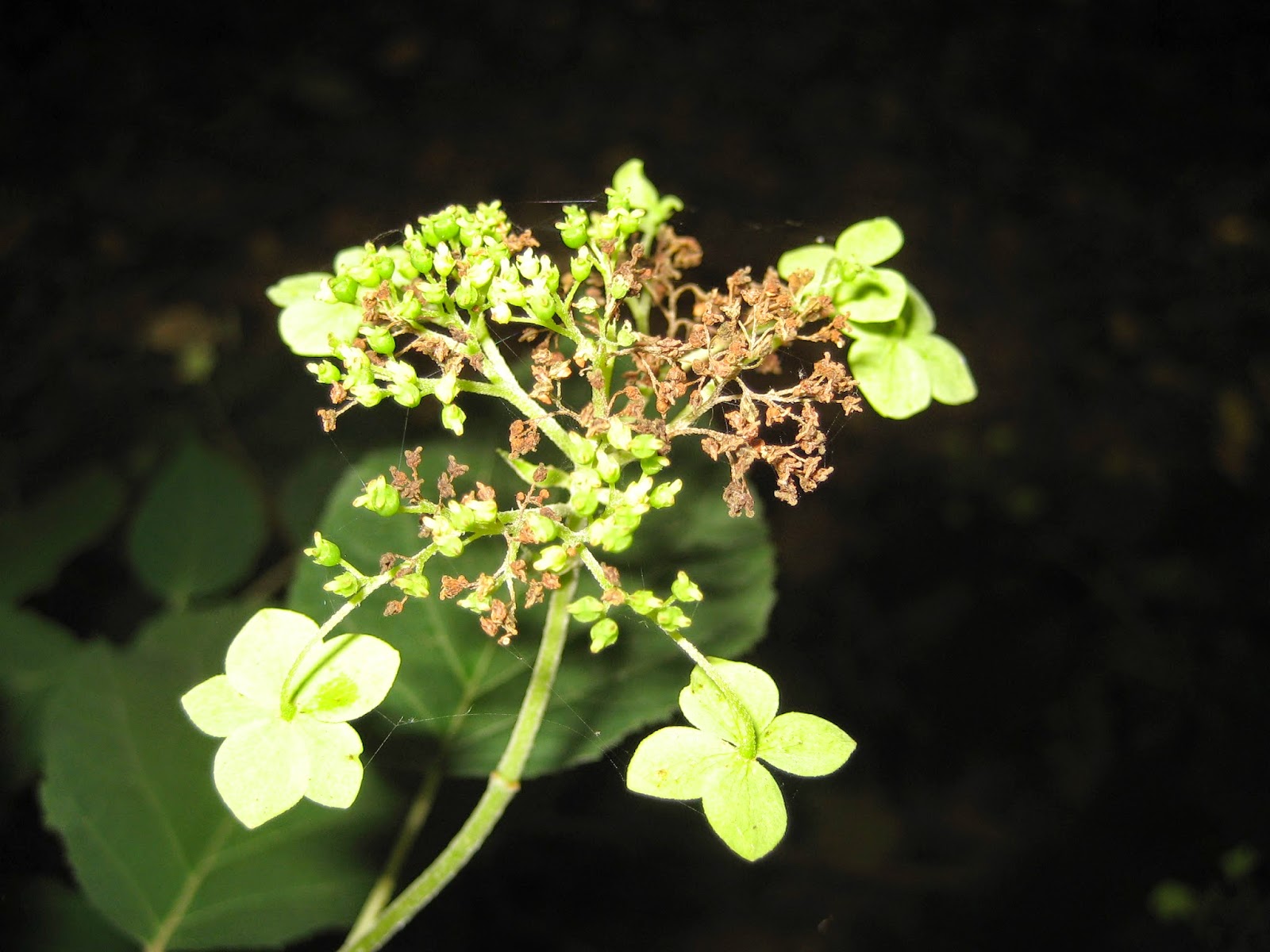 Discovering His Creation: Wild Hydrangea - Sevenbark (Hydrangea ...