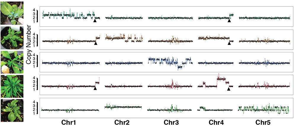 The Haploid Genomics Lab @UMaine: Arabidopsis research