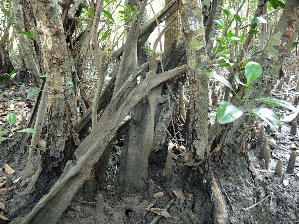 Queensland Coast: Australia's Spurred Mangroves (Ceriops sp.)