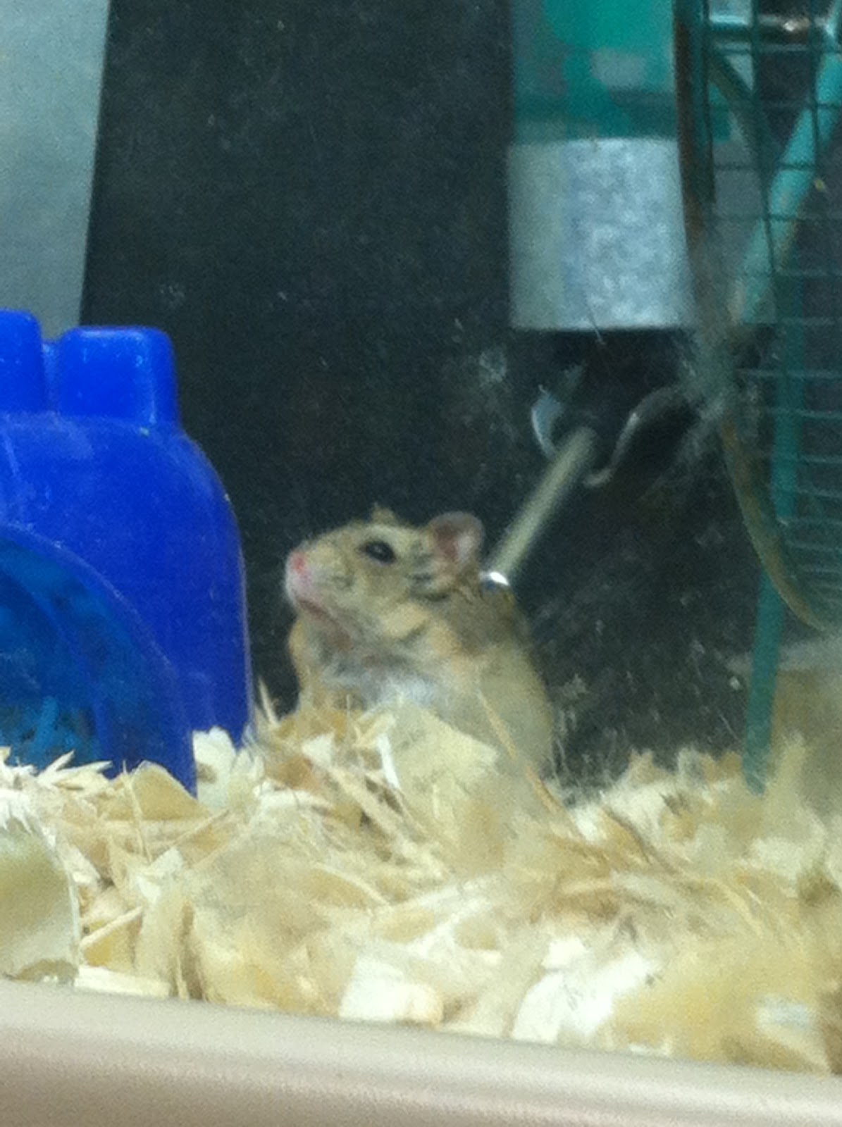 Life as we know it: Kingdom Animalia Vertebrates