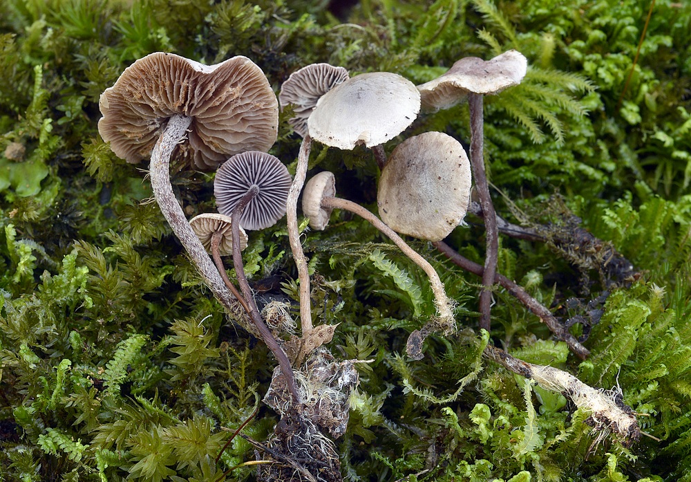 Pseudobaeospora pyrifera Bas & L.G. Krieglst. • CEMAS