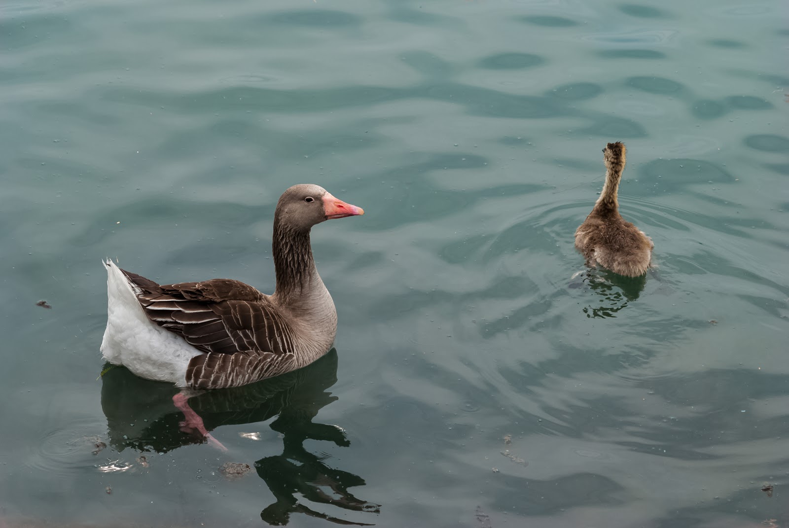 North American Greylag Geese