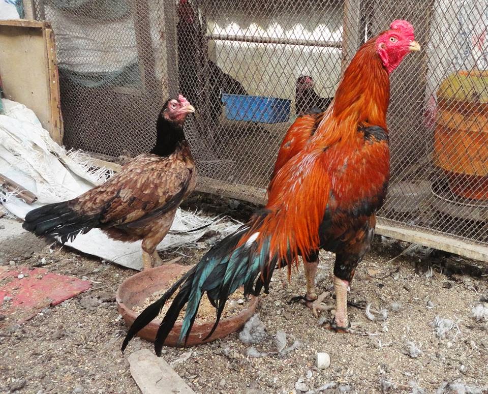 Beautiful Aseels of Syed Hammad Karachi ~ Pakistani Aseel Photos