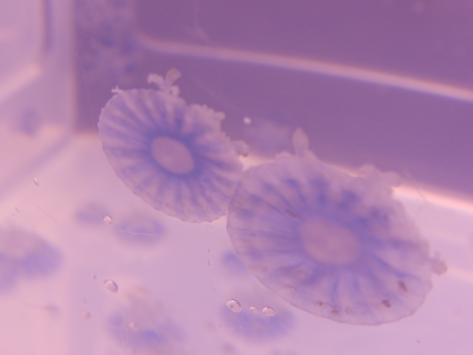 Raising Pet Jellyfish: Pictures of my jellies