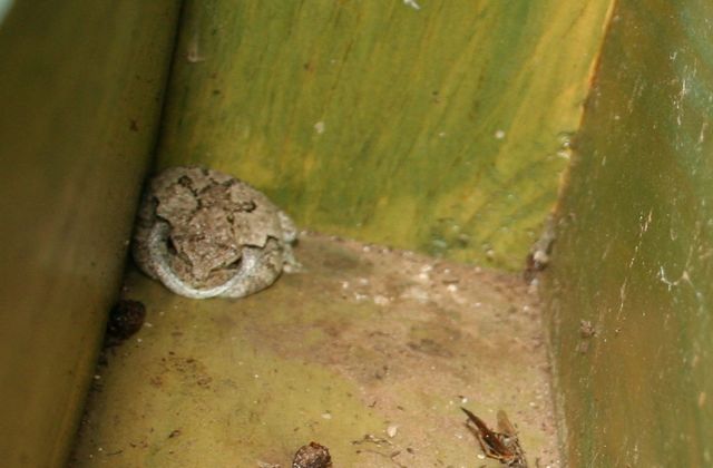 Reflections from Crumbly Acres: Tree frog