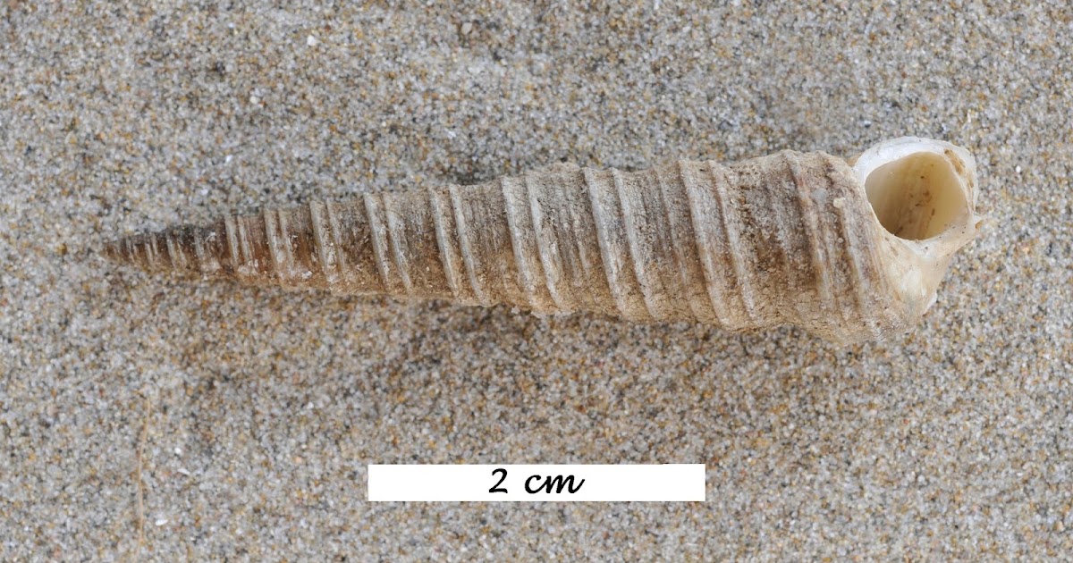 Tesoros a la orilla del mar: Otra Turritella